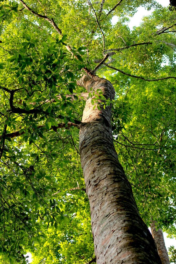 Grote Boom stock afbeelding. Image of boom, mooi, nave - 24364515