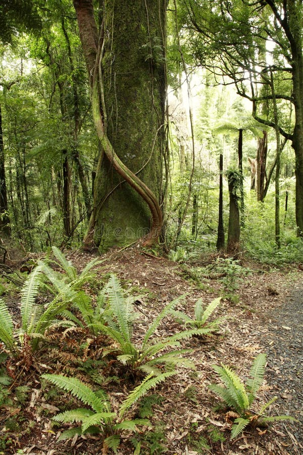 Grote boom stock foto. Image of naughty, gebladerte, bladeren - 7026810