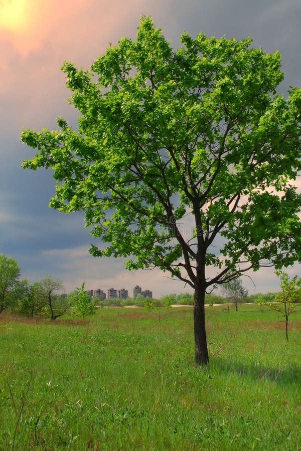 Grote boom en kleine stad stock afbeelding. Image of nave - 2819907