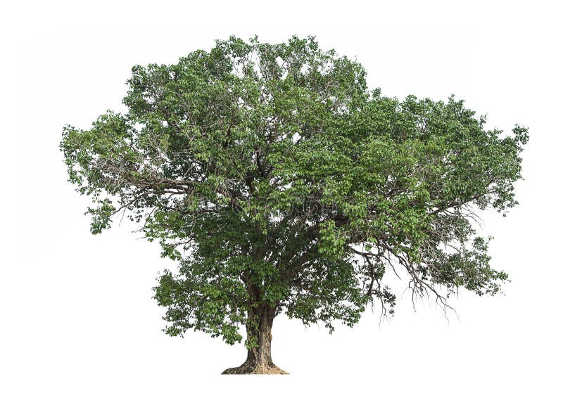 Grote Boom En Grote Struiken Op Witte Achtergrond Stock Foto - Image of ...