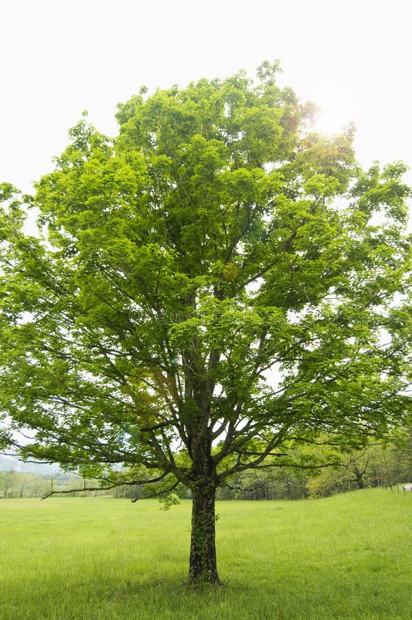 Grote boom met gloed stock foto. Image of achtergrond - 9898992