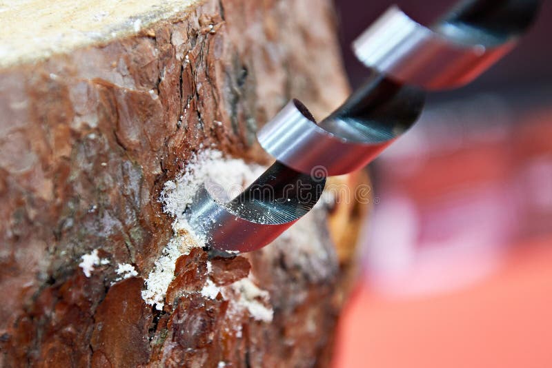 Grote Boor in Boomstam Van Pijnboomboom Stock Afbeelding - Image of ...