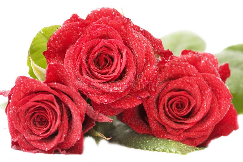 Grote bos van rode rozen stock afbeelding. Image of bloemen - 8835401