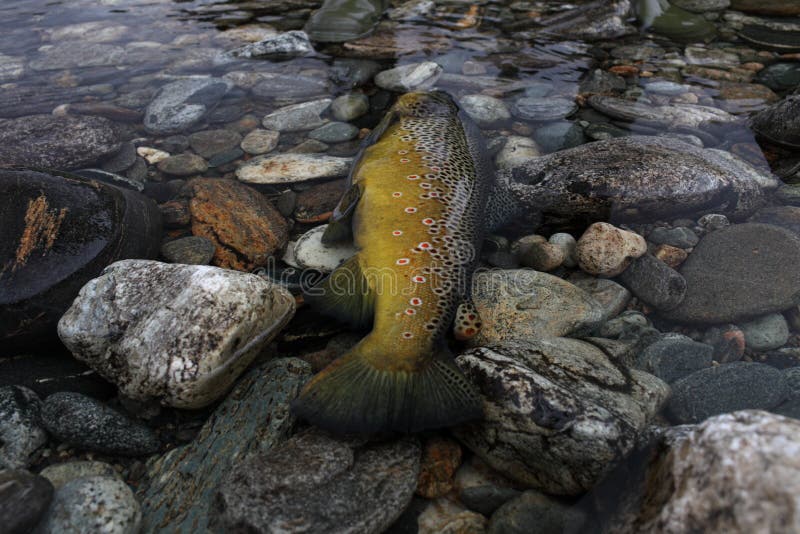Grote bruine forel stock afbeelding. Image of forel, staart - 22711017