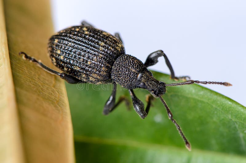Grote Bruine Graanklander (Hylobius-abietis Curculionidae) Stock Foto ...