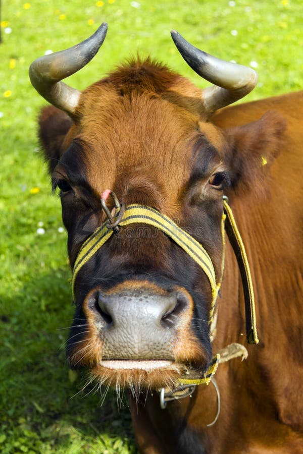 Grote bruine stier stock foto. Afbeelding bestaande uit stier - 71954090