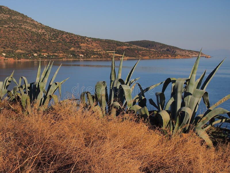 Grote Cactusinstallaties Op Cliff Overlooking Bay Stock Afbeelding ...