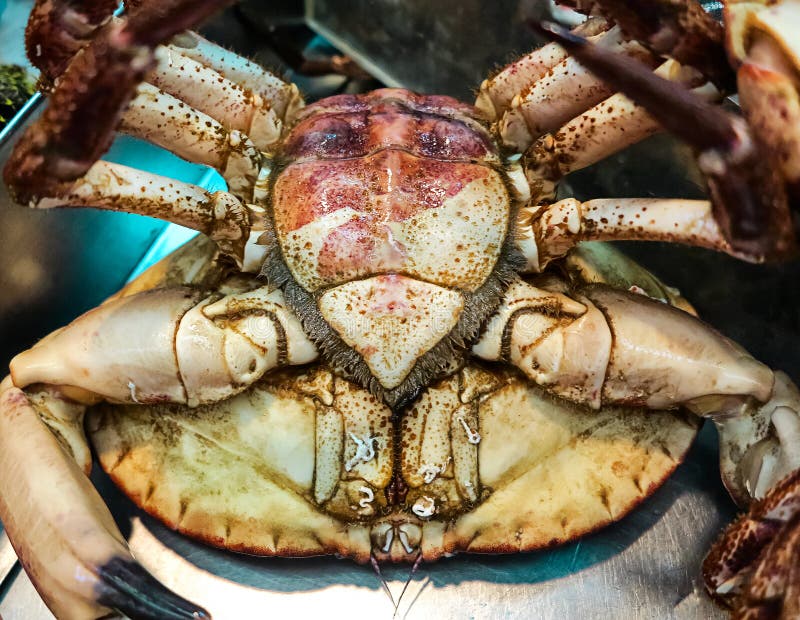 Grote Eetbare Krab Levend Bij Een Vissenmarkt in Lissabon Stock Foto ...