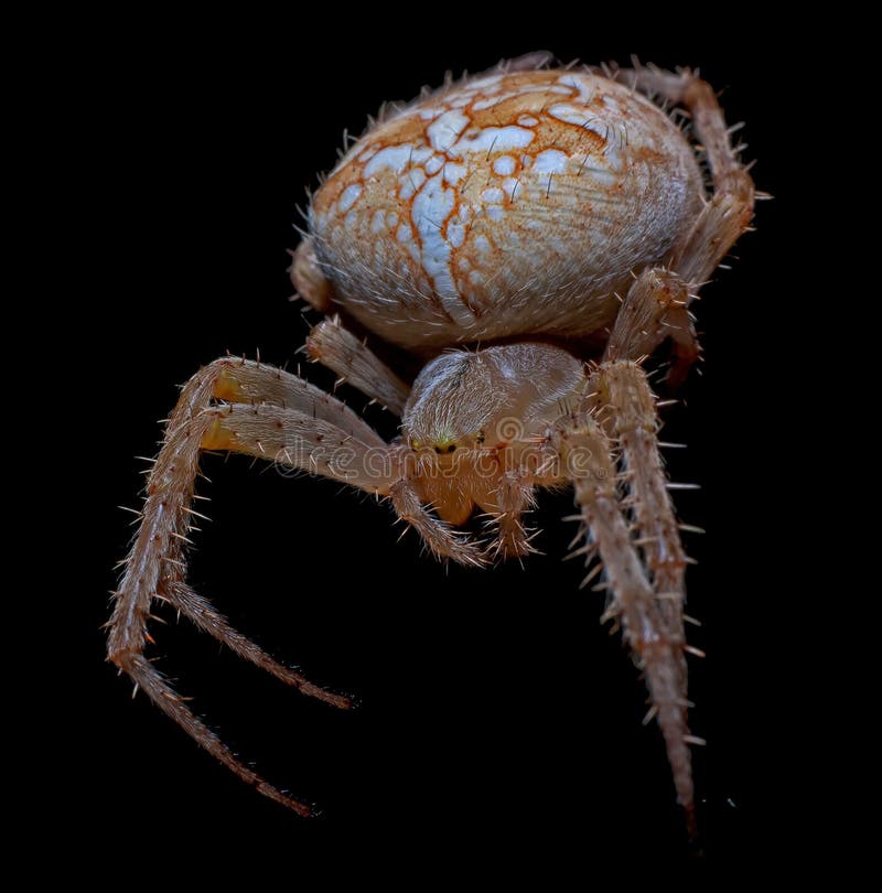 Grote enge spin stock foto. Image of insect, been, tuin - 16114712