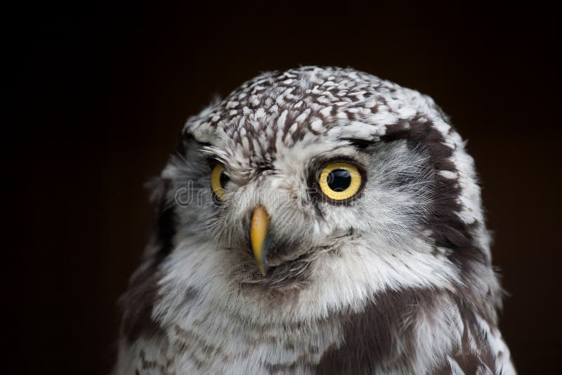 Grote Eyed Uil, Starende Uil Stock Afbeelding - Image of hypnotisch ...