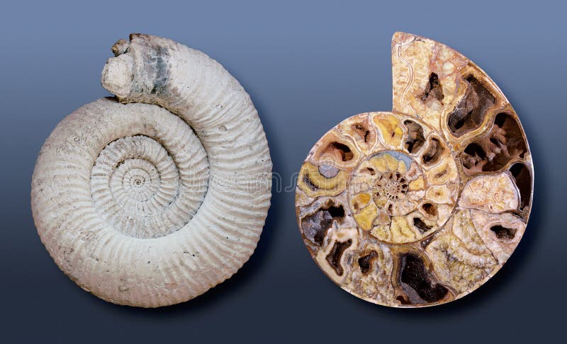 Fossielen Van Illinois Van De Inzameling De Macro Gemeenschappelijke ...