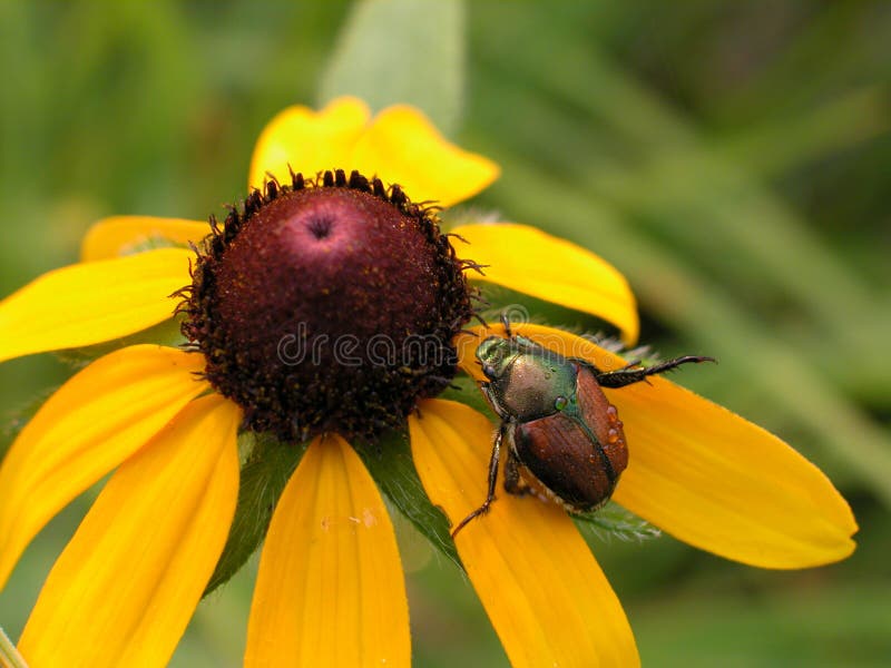 Groot geel met insect stock foto. Image of kever, griezelig - 76818