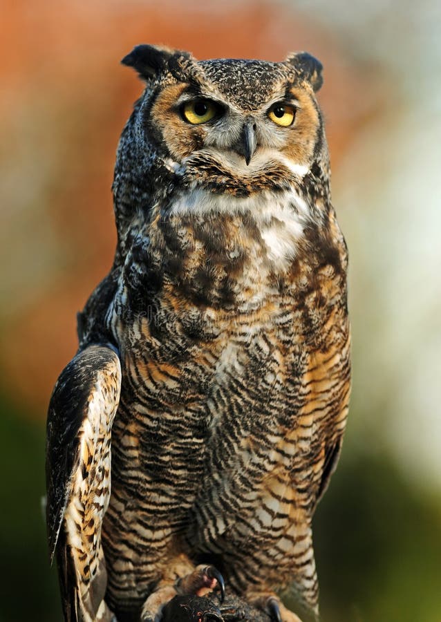 Grote Gehoornde Uil stock foto. Image of bevederd, roofdier - 2889874