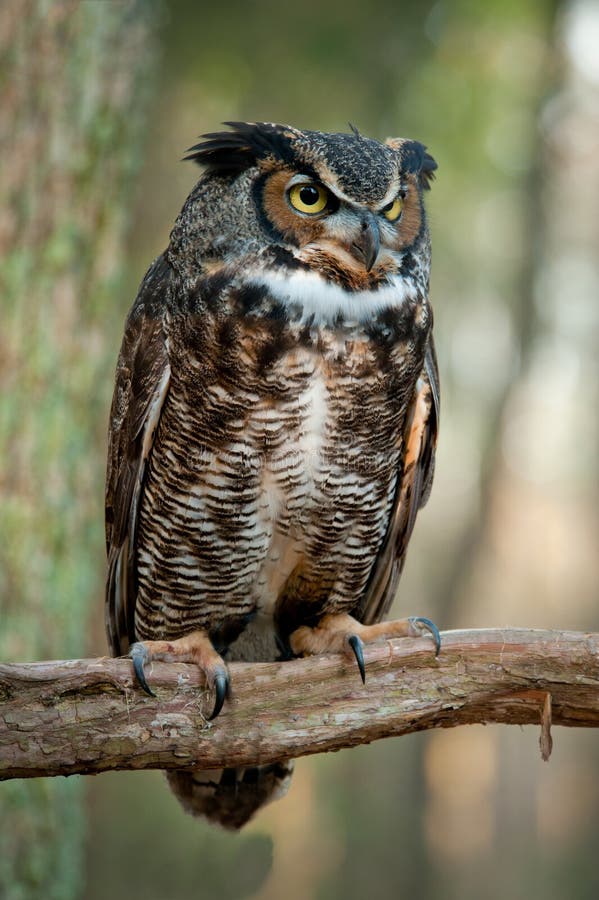De Grote Gehoornde Uil Tijdens Zonsondergang Zit in Boom Stock Foto ...