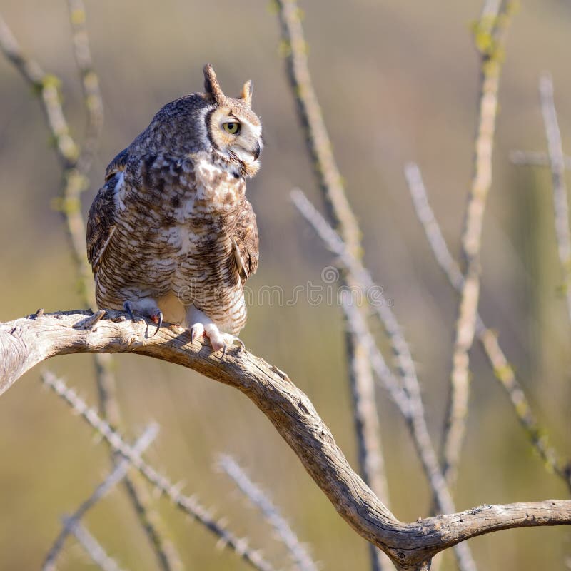 Grote Gehoornde Uil stock foto. Image of vogel, carnivoor - 36833998
