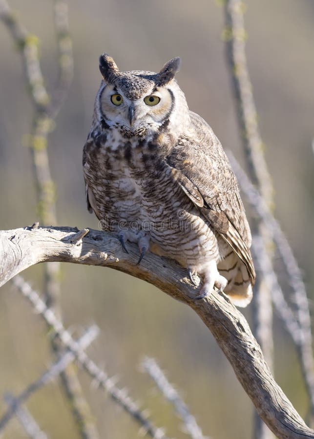 Grote Gehoornde Uil stock foto. Image of roofvogel, talk - 36907684