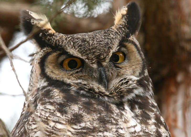 Zwart-witte uil stock foto. Image of geel, ogen, hoofd - 3192676
