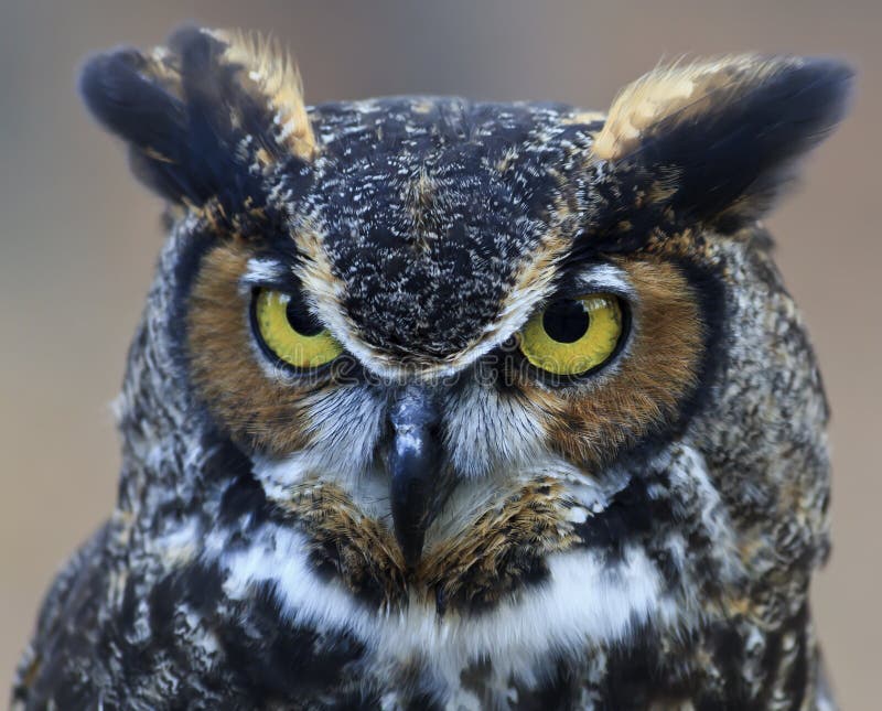 Grote Gehoornde Uil stock foto. Image of bevederd, roofdier - 2889874
