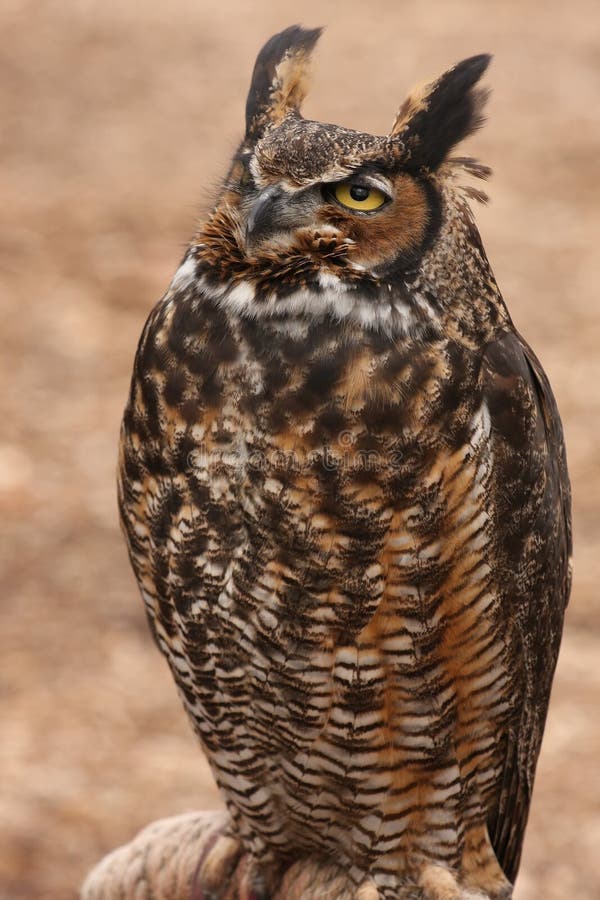 Grote Gehoornde Uil stock foto. Image of bevederd, roofdier - 2889874