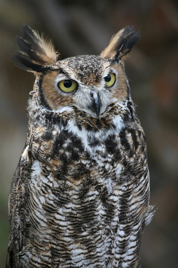 Grote Gehoornde Uil stock foto. Image of vogels, nave - 6469978