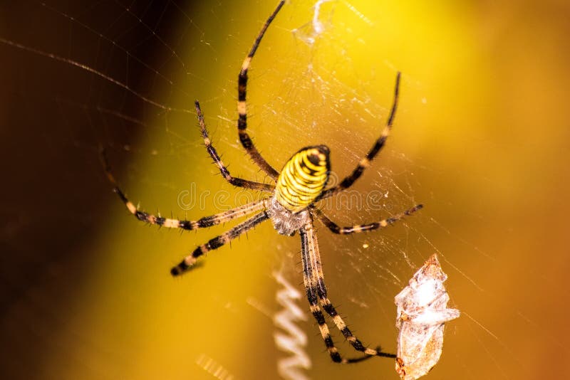 Grote gele en zwarte spin stock afbeelding. Image of achtergrond ...