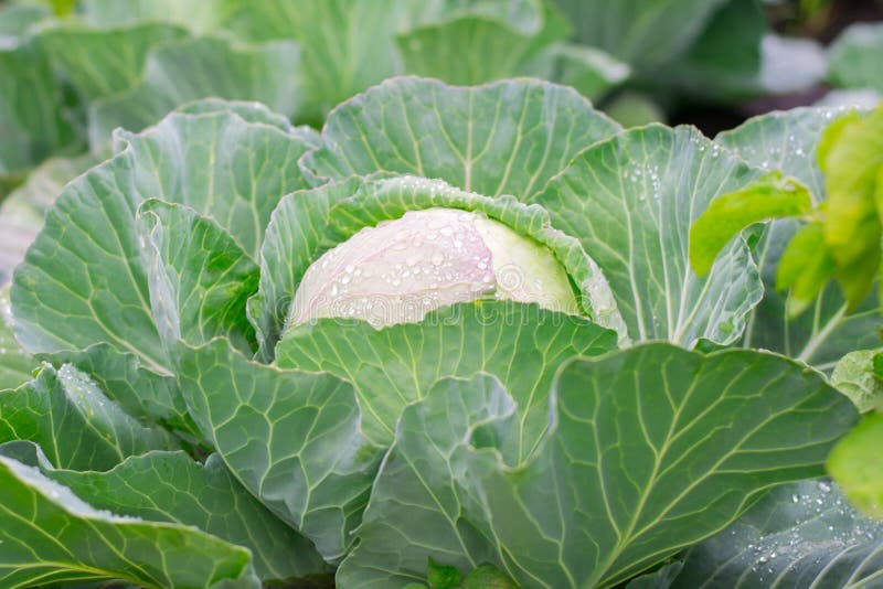 Grote Gerijpte Kool in De Tuin, Het Oogsten Periode Stock Afbeelding ...