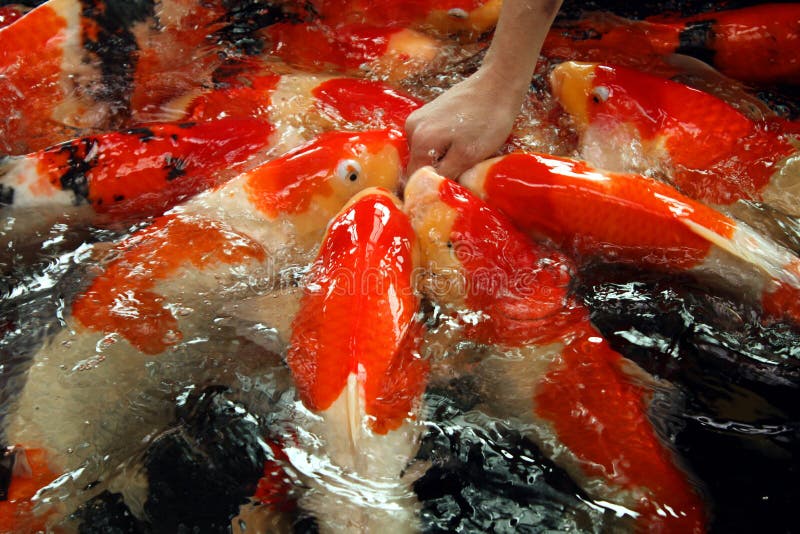 Grote goudvis stock afbeelding. Image of water, rood - 13546123