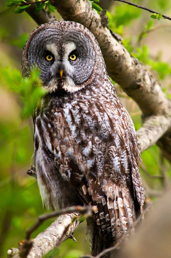 De Grote Grijze Uil Vangt De Prooi. Stock Foto - Image of vlucht ...