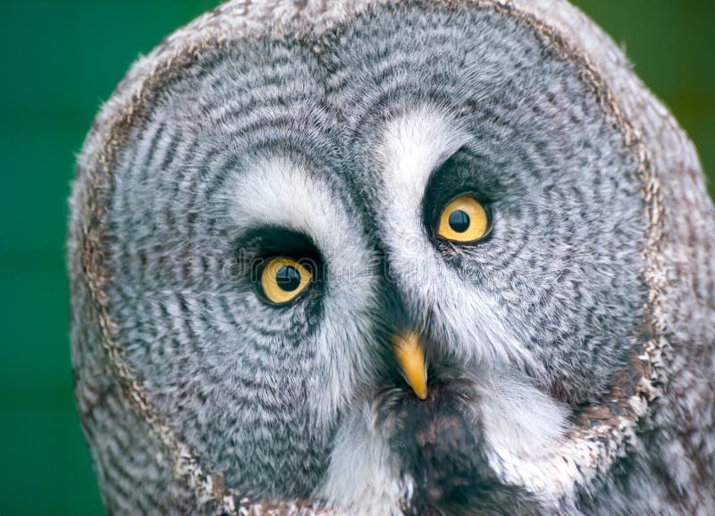 Grote grijze uil stock afbeelding. Image of groot, vogel - 23099621