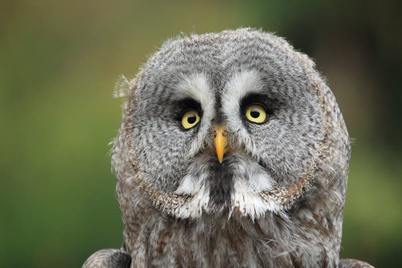 Grote grijze uil stock foto. Image of lapland, wild, gebaard - 15436614
