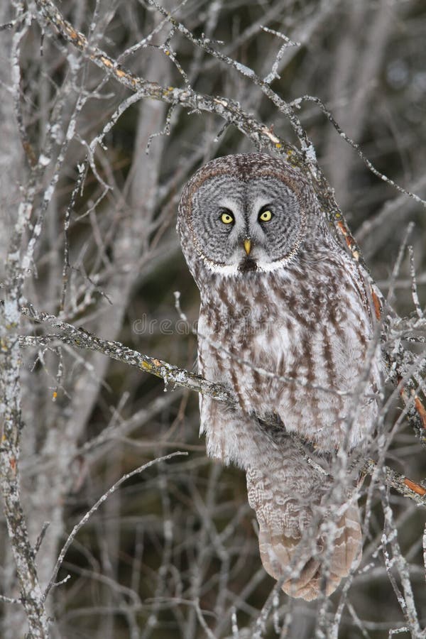 Grote grijze uil stock foto. Image of boom, dier, gezichts - 25985776
