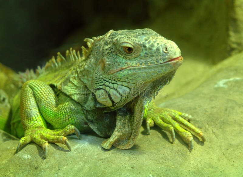 Grote groene hagedis stock foto. Image of dinosaurus, reus - 4651288