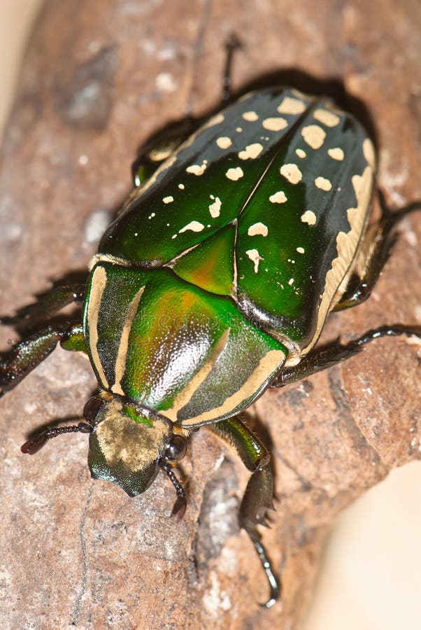 Grote groene kever stock foto. Image of groen, helder - 35488492
