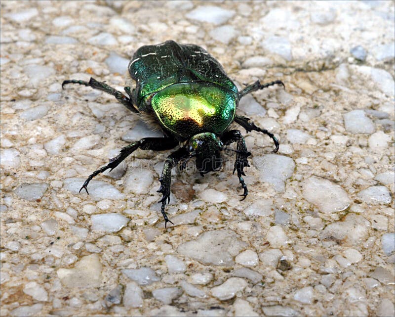 Grote groene kever stock foto. Image of groen, romantisch - 58079272