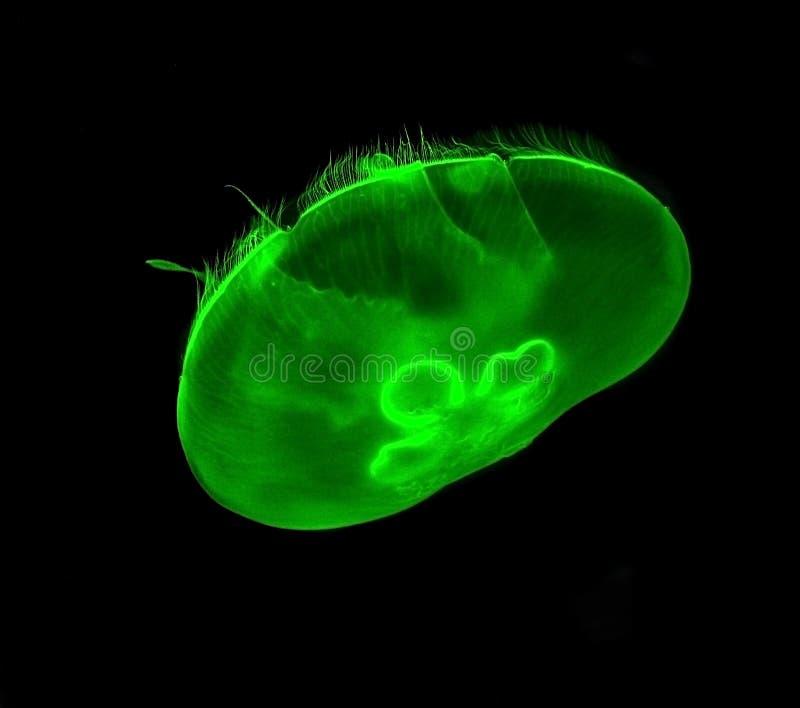 Groene kwal stock foto. Image of kwallen, hoofd, leven - 2226458