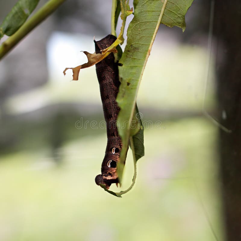 Grote gulzige rupsband stock foto. Image of breuk, kletsen - 17267436