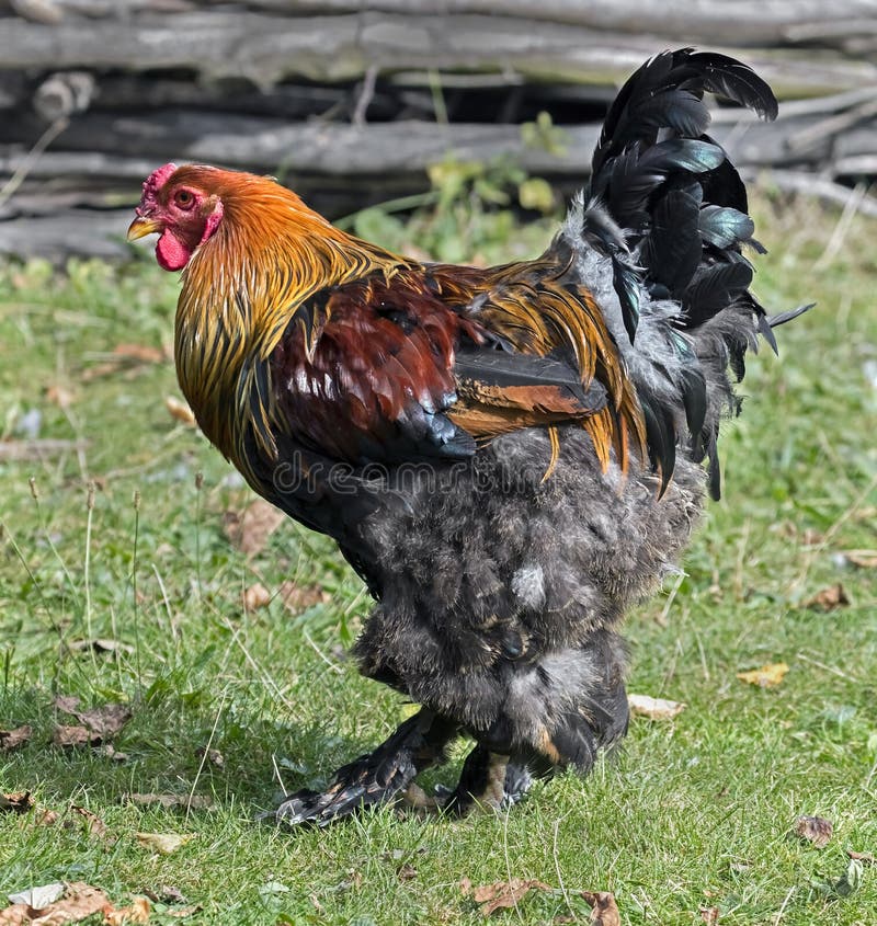 Grote Haan stock foto. Image of vleugel, aansporing, vogel - 79665770