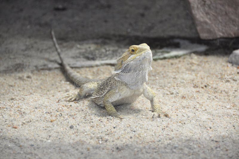 Grote Hagedis stock foto. Image of dier, reusachtig, nana - 51745318