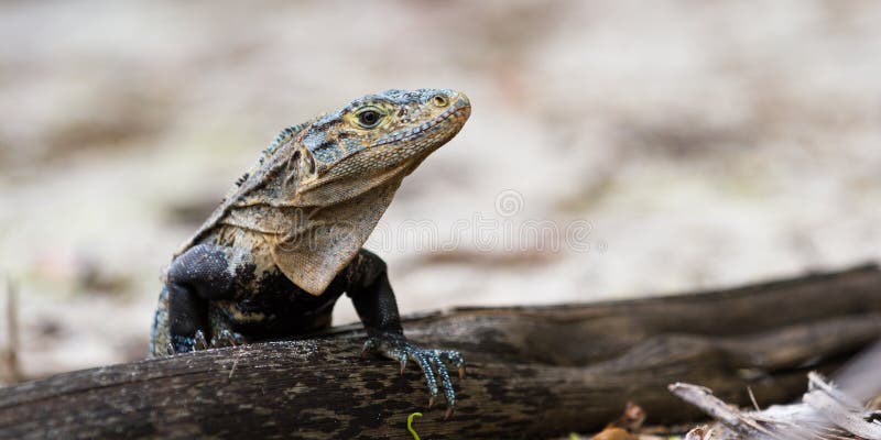 Grote Hagedis in Costa Rica Stock Foto - Image of tropisch, park: 77373304
