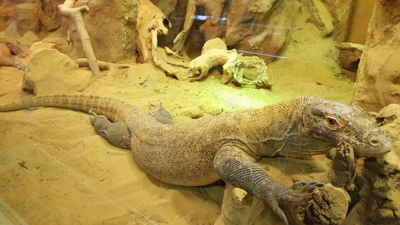 Grote Hagedis in Gevangenschap Stock Foto - Image of leugen ...