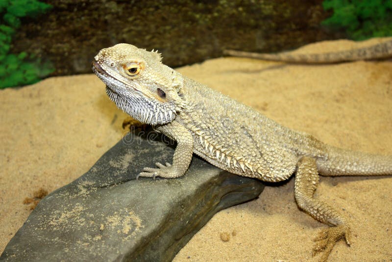 Grote Hagedis Met Grote Doornen Stock Afbeelding - Image of nave, mooi ...