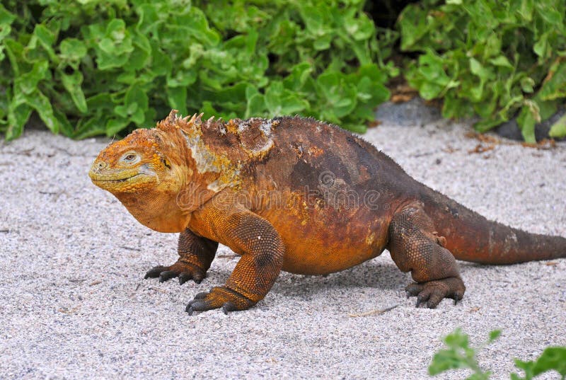 Grote Hagedis Op Het Zandige Strand Stock Foto - Image of opvallend ...