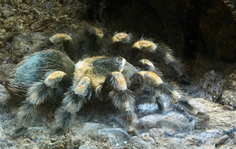 Grote harige spin stock foto. Image of uitroeien, foto - 1476688