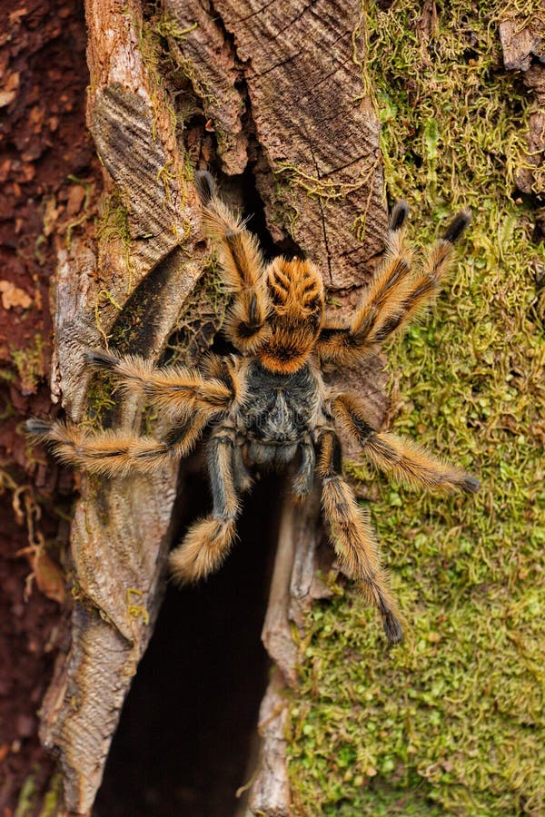 Grote harige vogelspin stock afbeelding. Image of vogel - 83721485