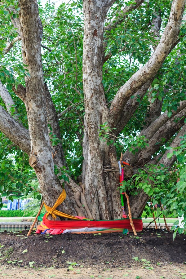 Heilige Boom Met Shimenawa in De Shrine Van Kato Jinja Rond Het Kasteel ...