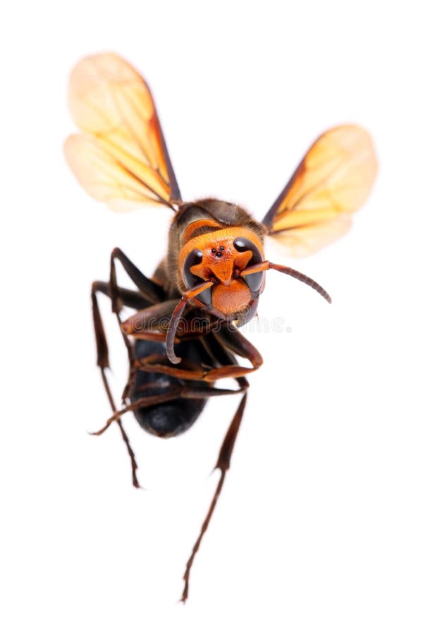 Grote horzel stock foto. Image of benen, naald, nave - 41490228