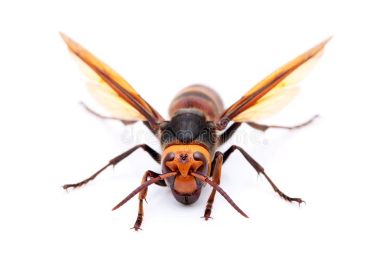 Horzel stock foto. Image of scherp, sluit, zwart, geel - 14256340