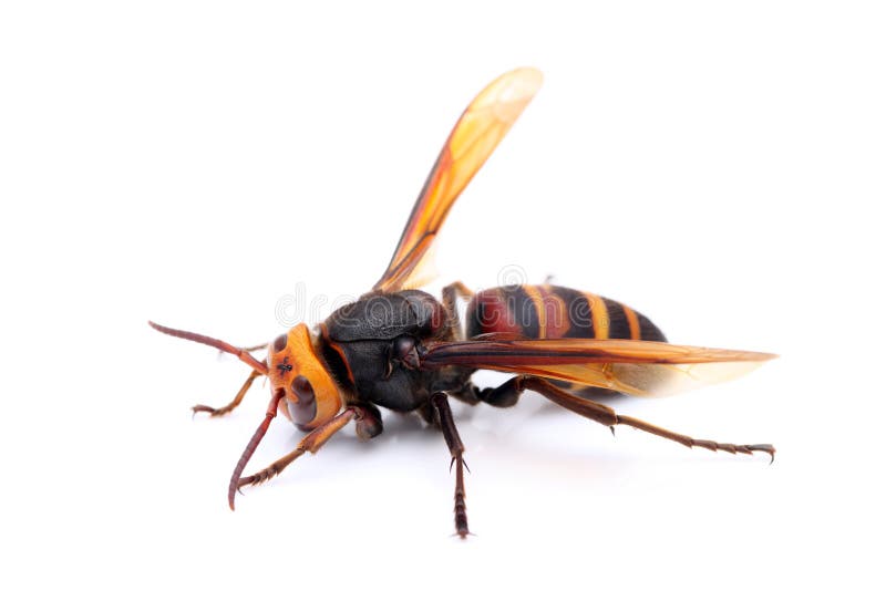 Grote horzel stock foto. Image of hoorntje, zwart, achtergrond - 42382882