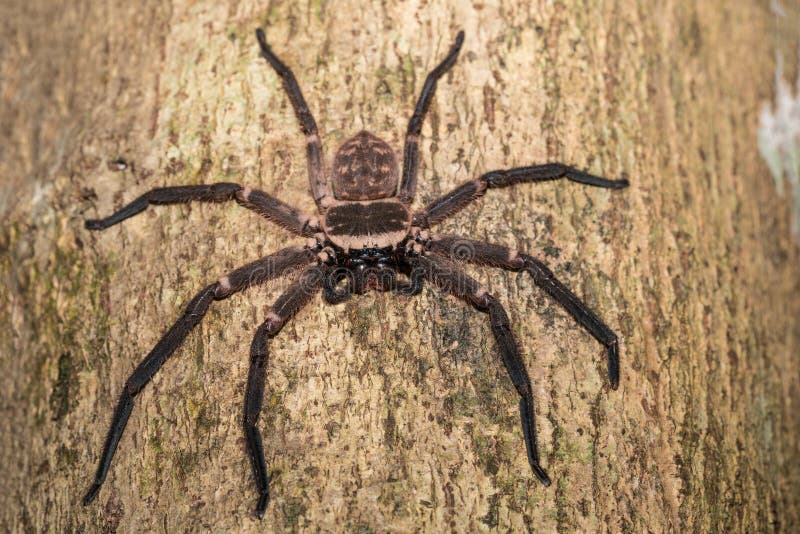 Grote Huntsman Spin Op Boom Madagascar Stock Foto - Image of ...