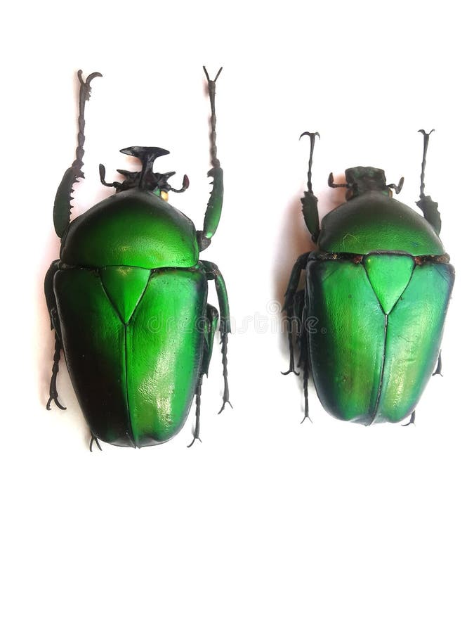 Grote insecten geïsoleerd stock foto. Image of monster - 276972086